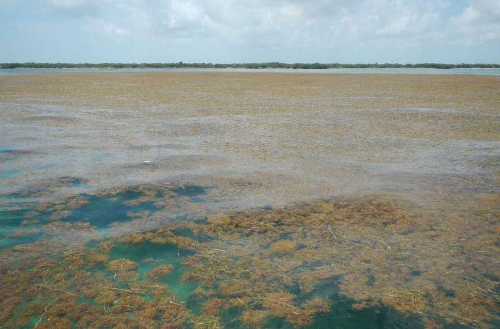 O que é Sargaço - NE Sua fonte de Cultura POP